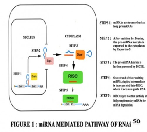 Perspectives of antiviral RNA interference (RNAi) pathway of insects ...